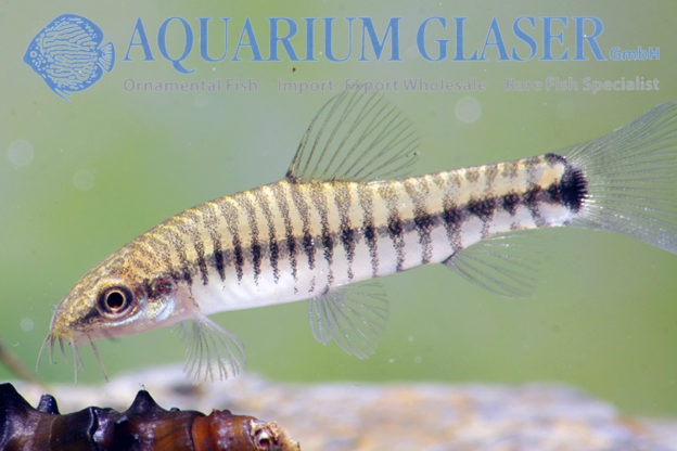 Micronemacheilus - Aquarium Glaser GmbH