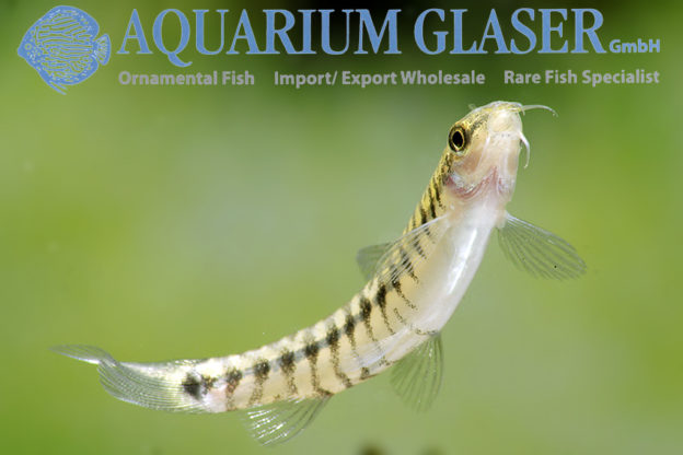 Micronemacheilus cruciatus (= Yunnanilus c.) - Aquarium Glaser GmbH