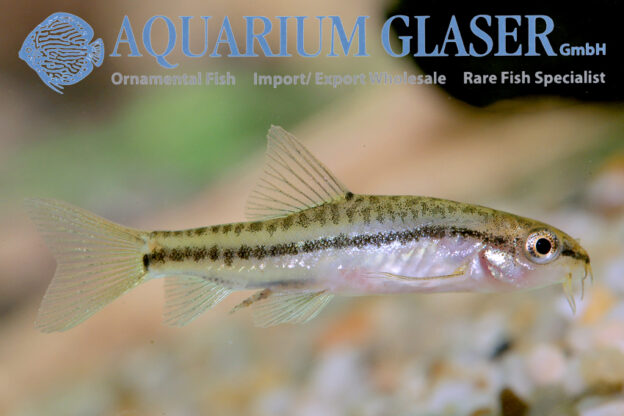 Physoschistura mango ( = Yunnanilus sp. Rosy) - Aquarium Glaser GmbH