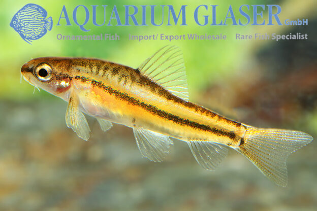 Physoschistura mango ( = Yunnanilus sp. Rosy) - Aquarium Glaser GmbH