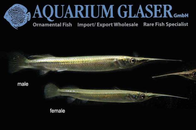 Zenarchopterus dunckeri - Aquarium Glaser GmbH