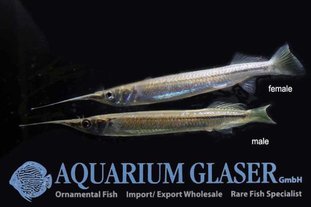 Zenarchopterus dunckeri - Aquarium Glaser GmbH