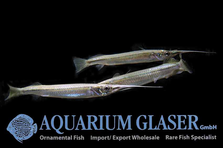 Zenarchopterus dunckeri - Aquarium Glaser GmbH