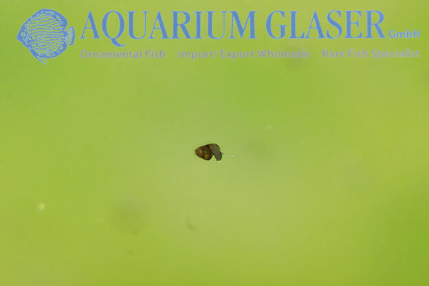 Brotia herculea - Aquarium Glaser GmbH