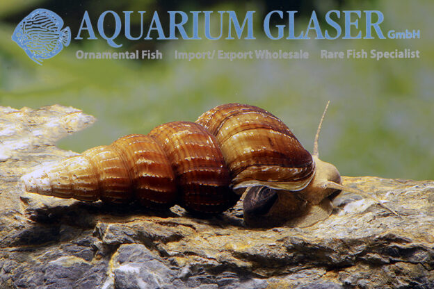 Brotia herculea - Aquarium Glaser GmbH