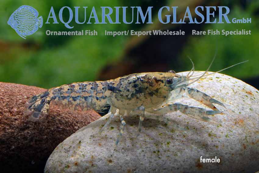 Cambarellus diminutus - Aquarium Glaser GmbH