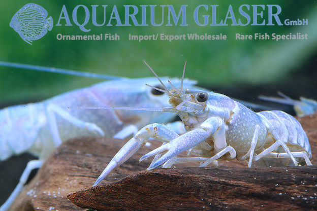 Cherax quadricarinatus - Aquarium Glaser GmbH