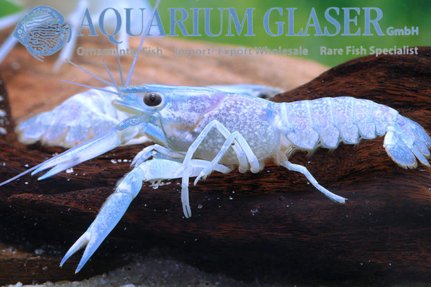 Cherax quadricarinatus - Aquarium Glaser GmbH
