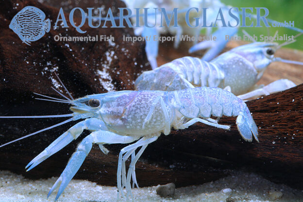 Cherax quadricarinatus - Aquarium Glaser GmbH