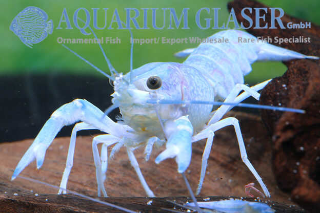 Cherax quadricarinatus - Aquarium Glaser GmbH