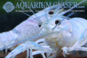 Cherax quadricarinatus - Aquarium Glaser GmbH