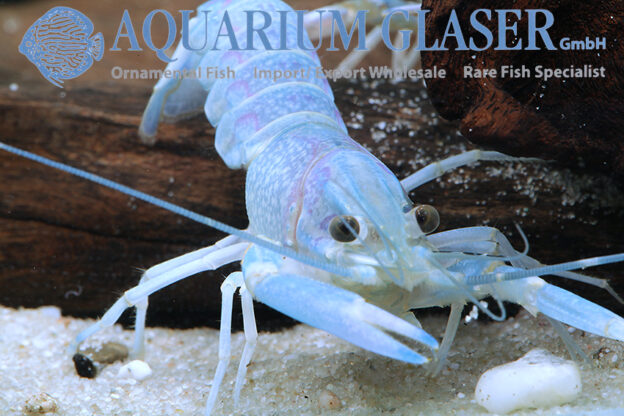 Cherax quadricarinatus - Aquarium Glaser GmbH