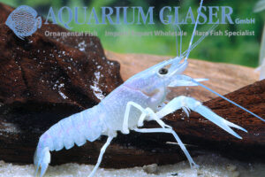 Cherax quadricarinatus - Aquarium Glaser GmbH