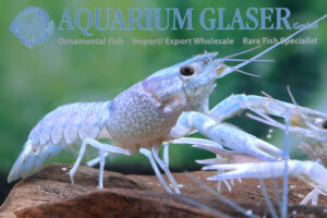 Cherax quadricarinatus - Aquarium Glaser GmbH