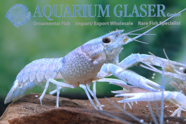 Cherax quadricarinatus - Aquarium Glaser GmbH