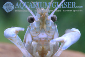 Cherax quadricarinatus - Aquarium Glaser GmbH