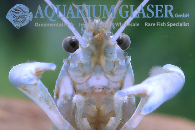 Cherax quadricarinatus - Aquarium Glaser GmbH
