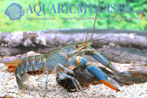 Cherax quadricarinatus - Aquarium Glaser GmbH