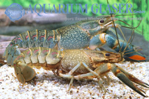 Cherax quadricarinatus - Aquarium Glaser GmbH