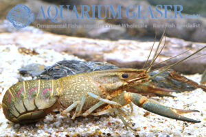 Cherax quadricarinatus - Aquarium Glaser GmbH