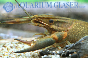 Cherax quadricarinatus - Aquarium Glaser GmbH