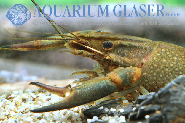 Cherax quadricarinatus - Aquarium Glaser GmbH