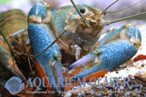 Cherax quadricarinatus - Aquarium Glaser GmbH