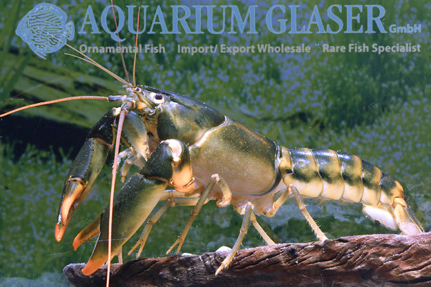Cherax - Aquarium Glaser GmbH