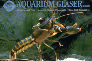 Cherax snowden - Aquarium Glaser GmbH