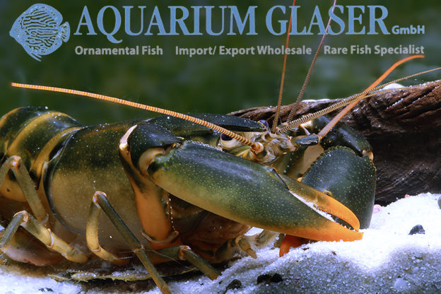 Cherax snowden - Aquarium Glaser GmbH