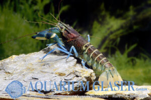 Cherax warsamsonicus (= sp. Hoa Creek) - Aquarium Glaser GmbH