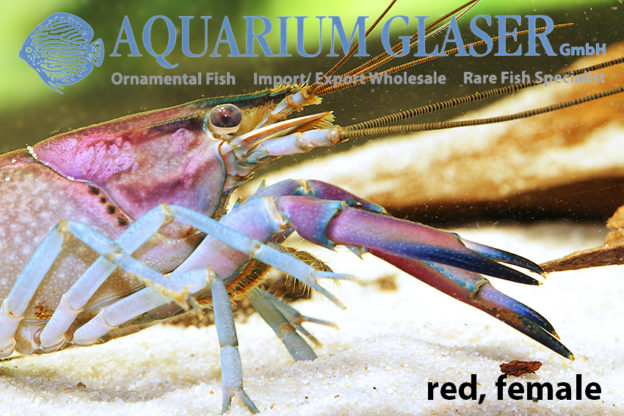 Cherax wagenknechtae (= Red Brick) - Aquarium Glaser GmbH