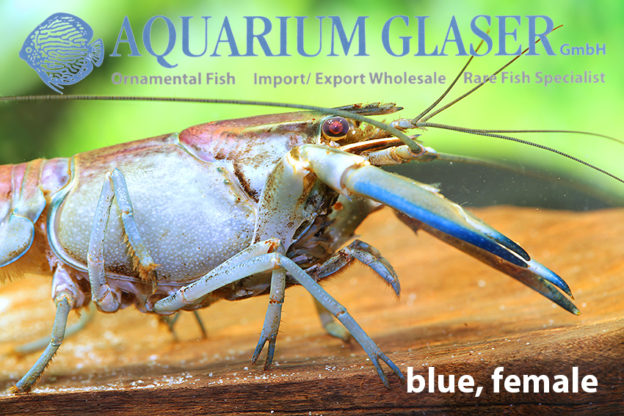 Cherax wagenknechtae (= Red Brick) - Aquarium Glaser GmbH