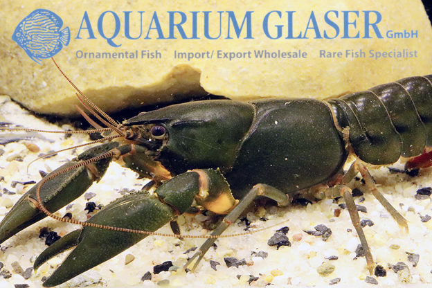 Cherax sp. „Black Scorpion“ - Aquarium Glaser GmbH
