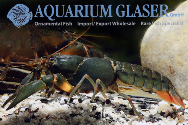 Cherax sp. „Black Scorpion“ - Aquarium Glaser GmbH