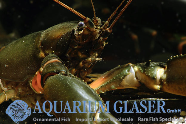 Cherax sp. „Black Scorpion“ - Aquarium Glaser GmbH