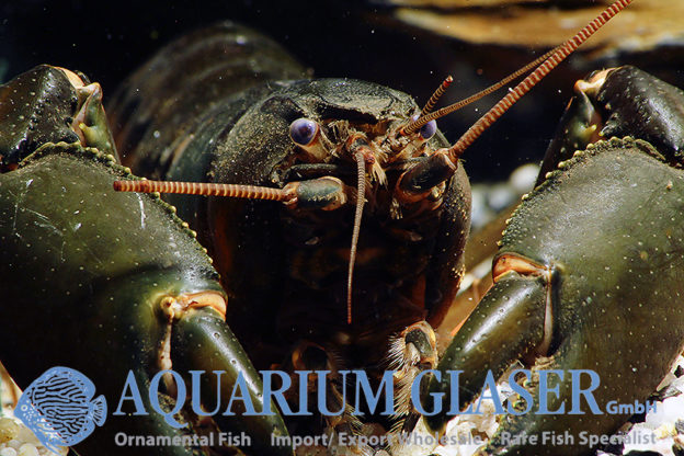 Cherax sp. „Black Scorpion“ - Aquarium Glaser GmbH
