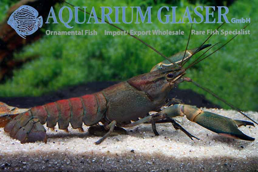 Cherax sp. Papua - Aquarium Glaser GmbH