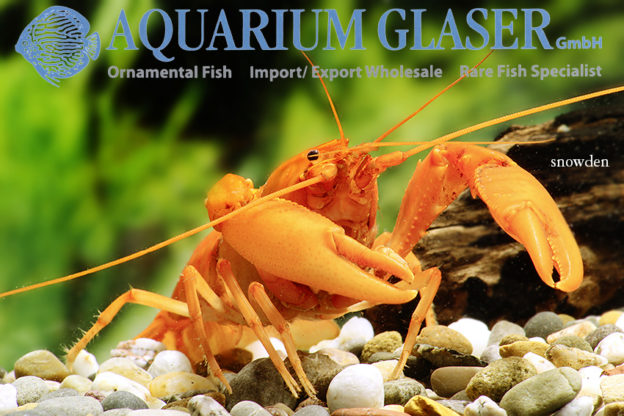 Cherax - Aquarium Glaser GmbH