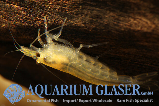 Caridina multidentata “Yellow” - Aquarium Glaser GmbH