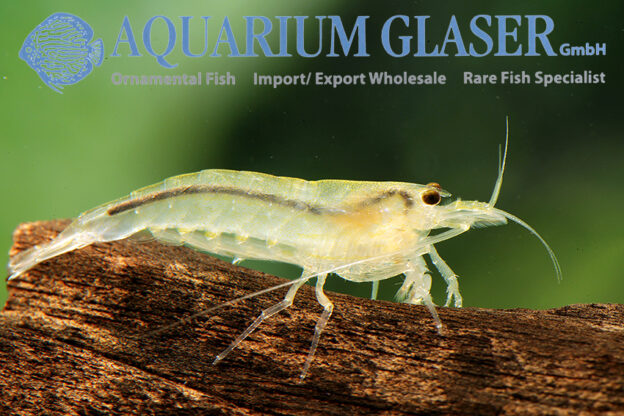 Caridina multidentata „Yellow“ - Aquarium Glaser GmbH