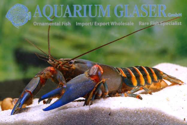 Cherax peknyi Super Blue - Aquarium Glaser GmbH