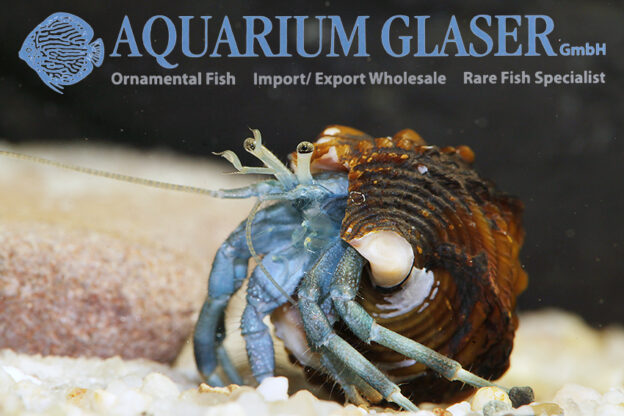Clibanarius africanus - Aquarium Glaser GmbH