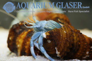 Clibanarius africanus - Aquarium Glaser GmbH