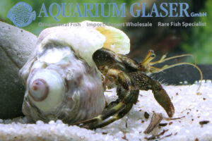 Clibanarius africanus - Aquarium Glaser GmbH