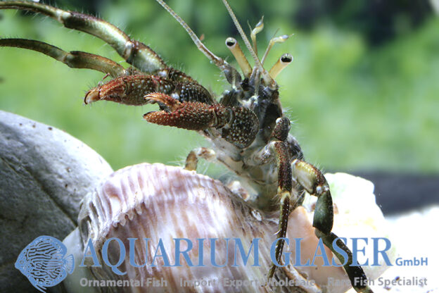 Clibanarius africanus - Aquarium Glaser GmbH