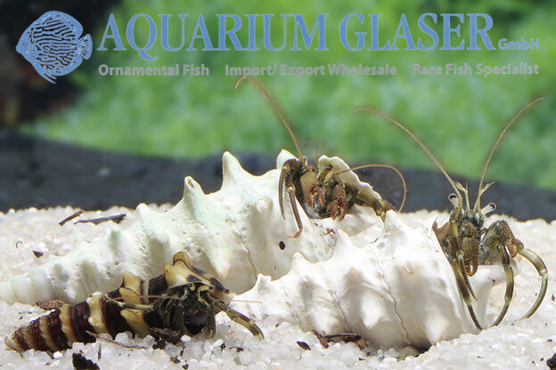 Clibanarius africanus - Aquarium Glaser GmbH