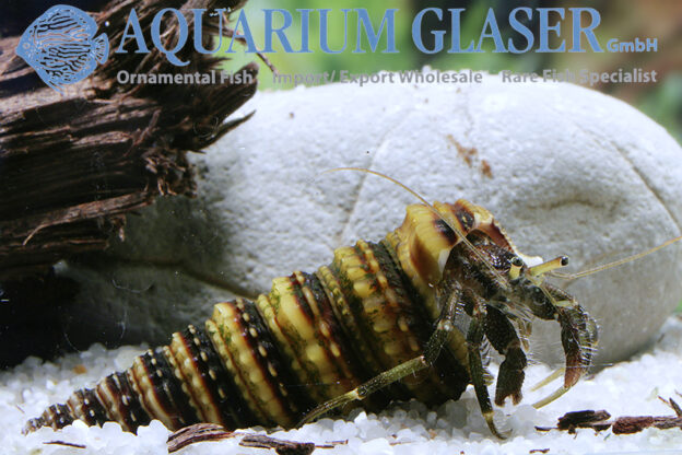 Clibanarius africanus - Aquarium Glaser GmbH