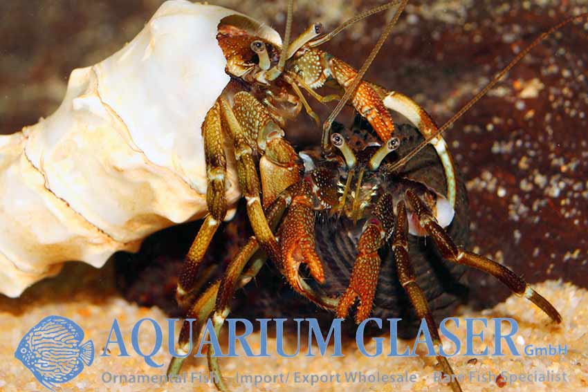 Clibanarius africanus - Aquarium Glaser GmbH