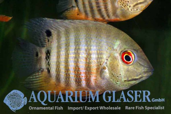 The mouthbrooding Heros from Venezuela: a new species! Heros liberifer ...